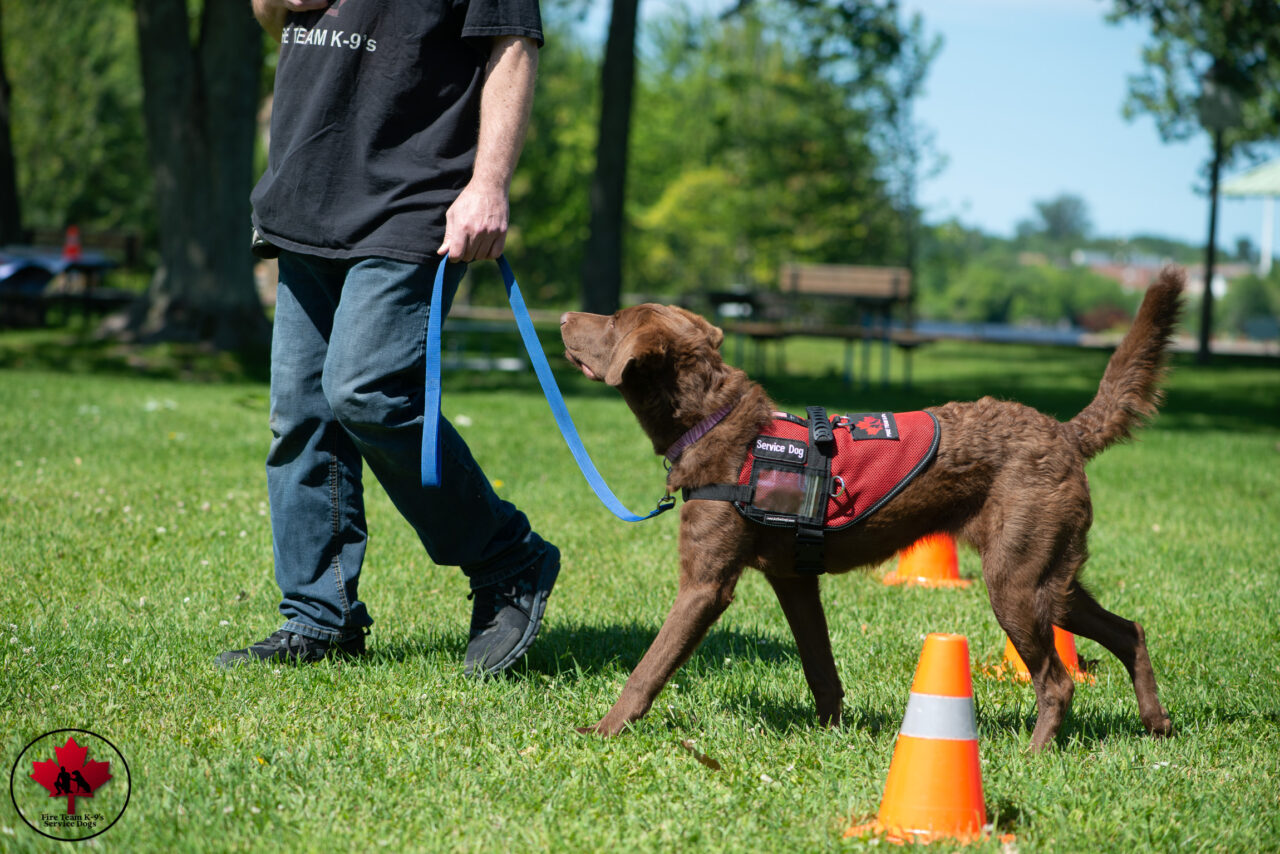 Apply For A Service Dog
